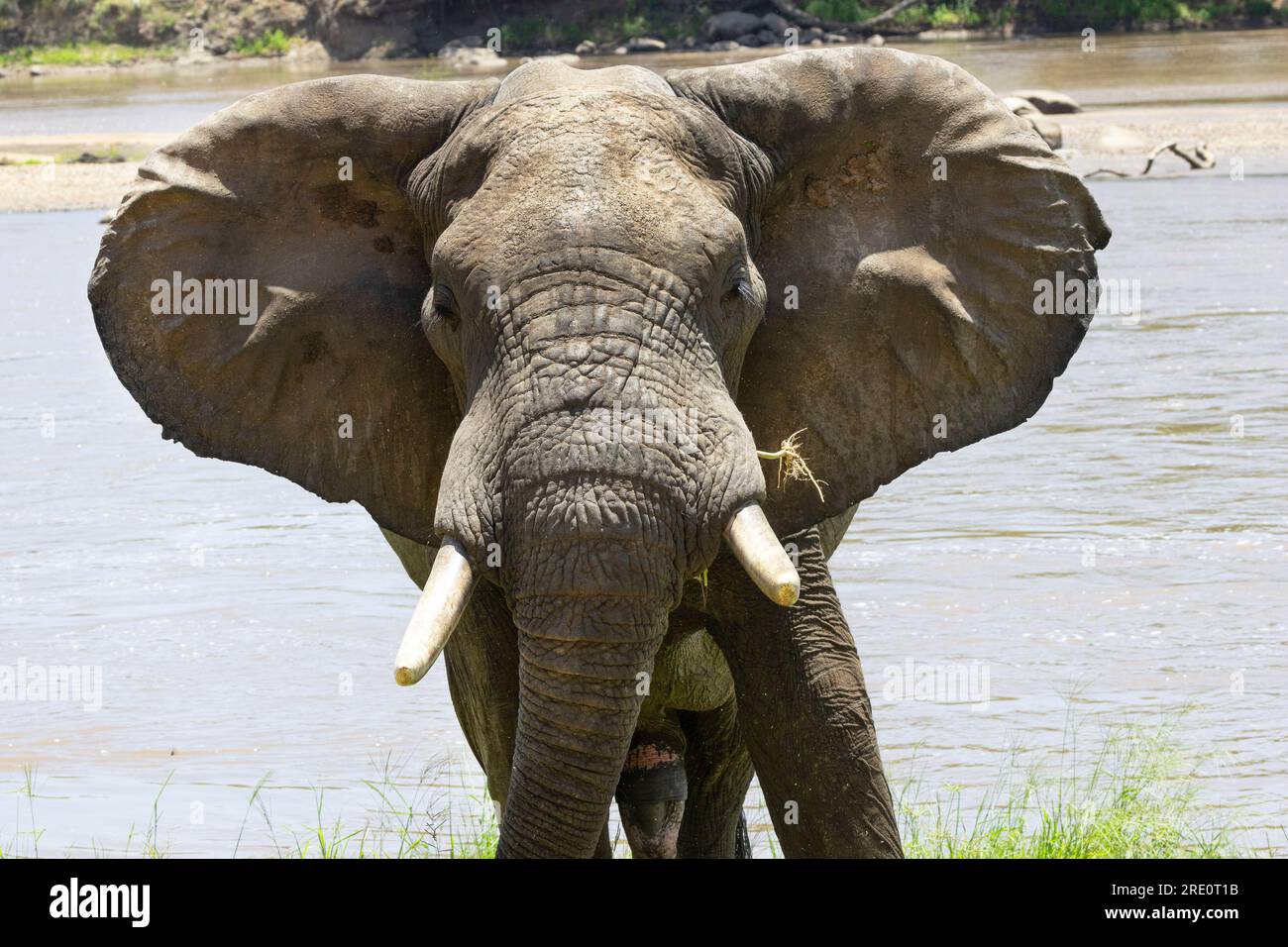 In a subtle show of dominance, a big bull Elephant stands with his ears ...