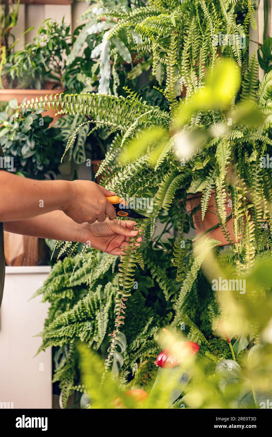 Plant care. Woman hand taking care about plant in home garden Stock ...