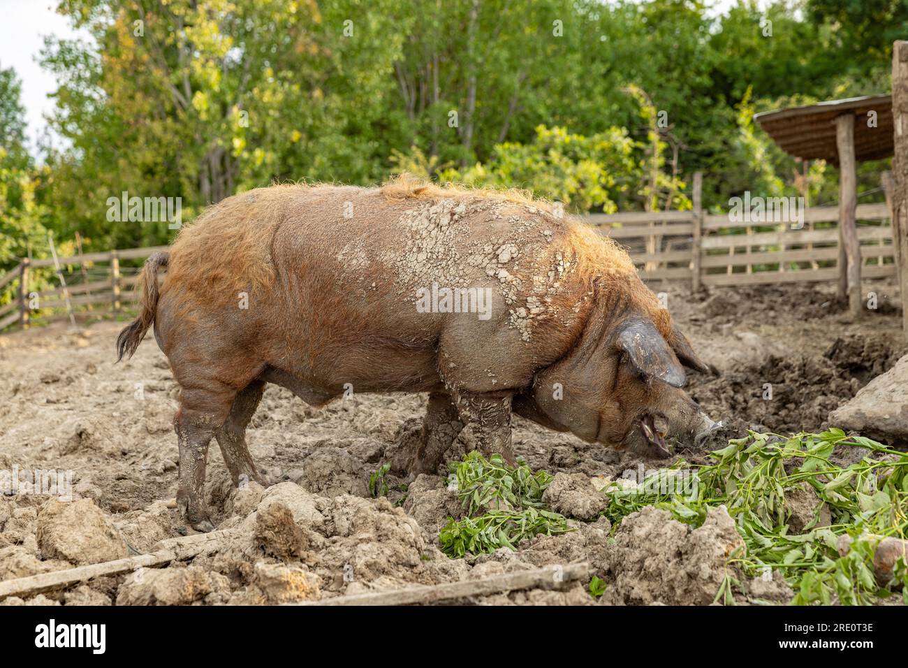 Mangalica hi-res stock photography and images - Alamy