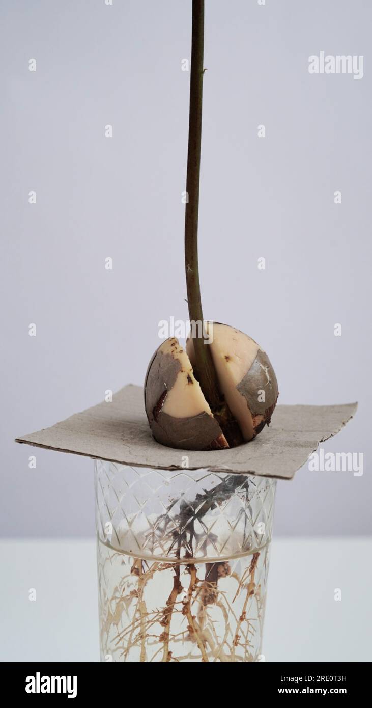 A young fresh avocado sprout germinates and takes root from a seed in a ...