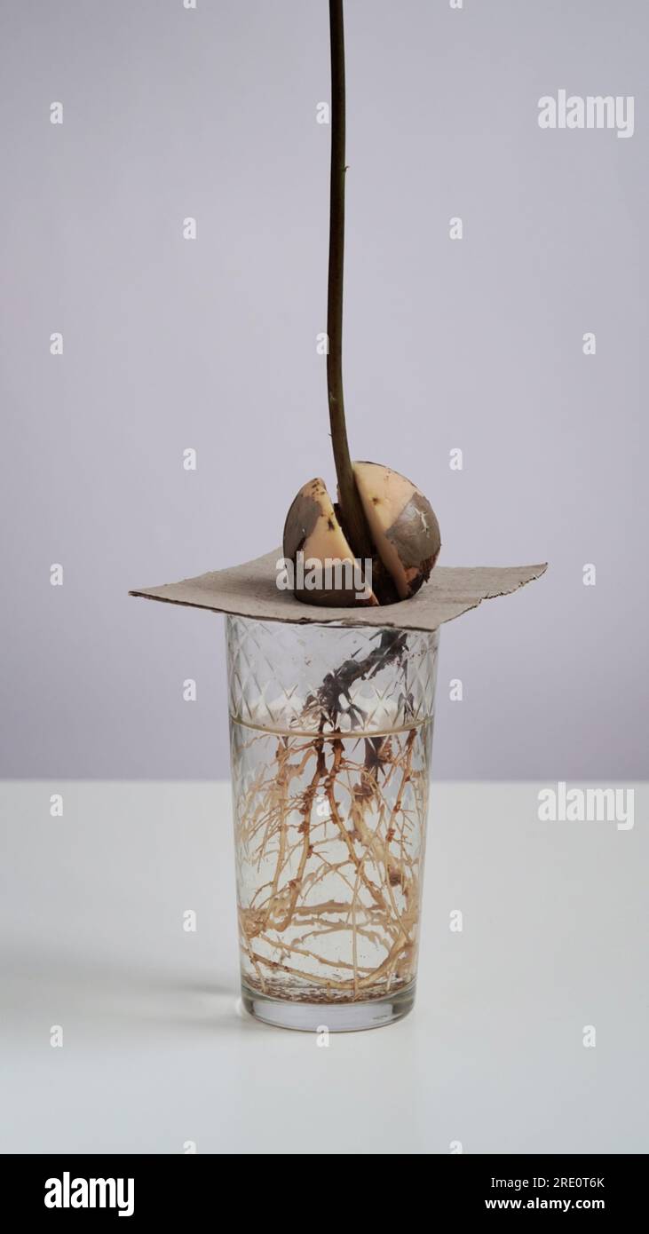 A young fresh avocado sprout germinates and takes root from a seed in a ...