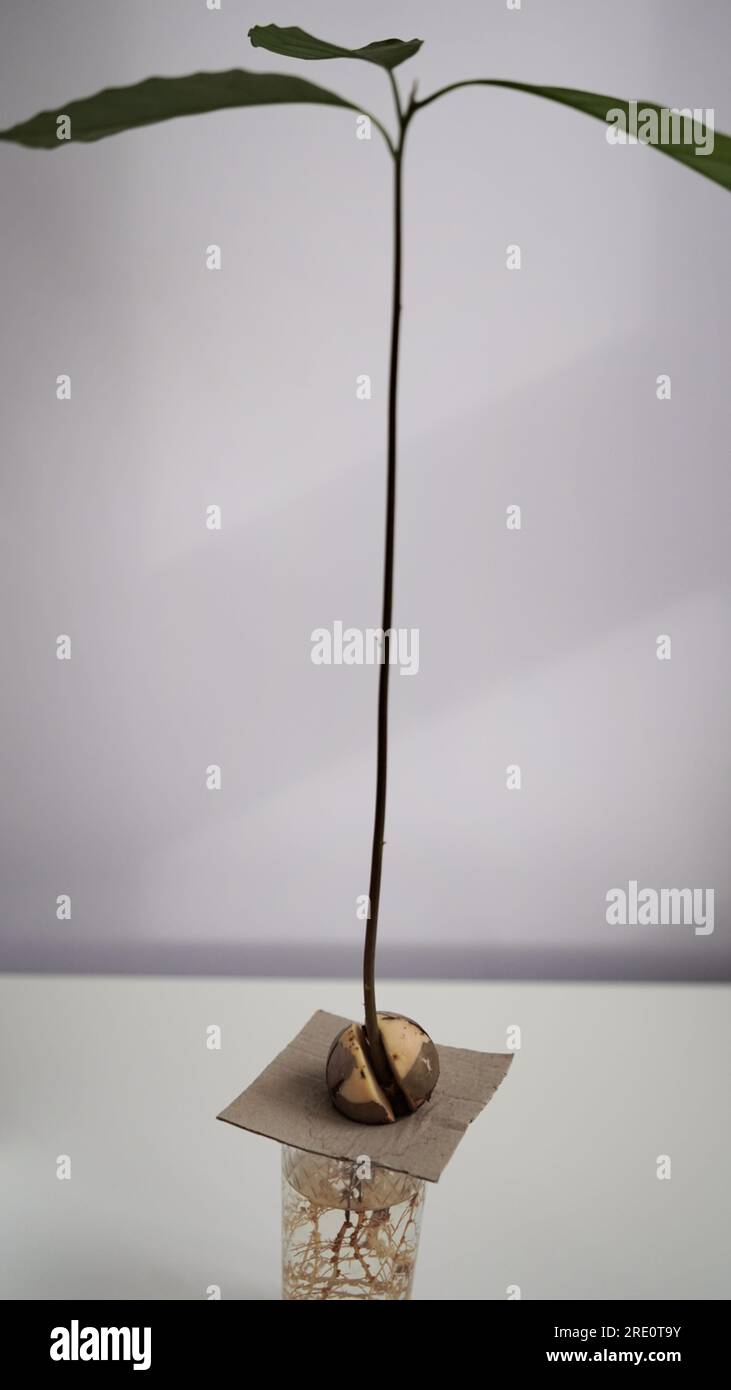 A young fresh avocado sprout germinates and takes root from a seed in a ...