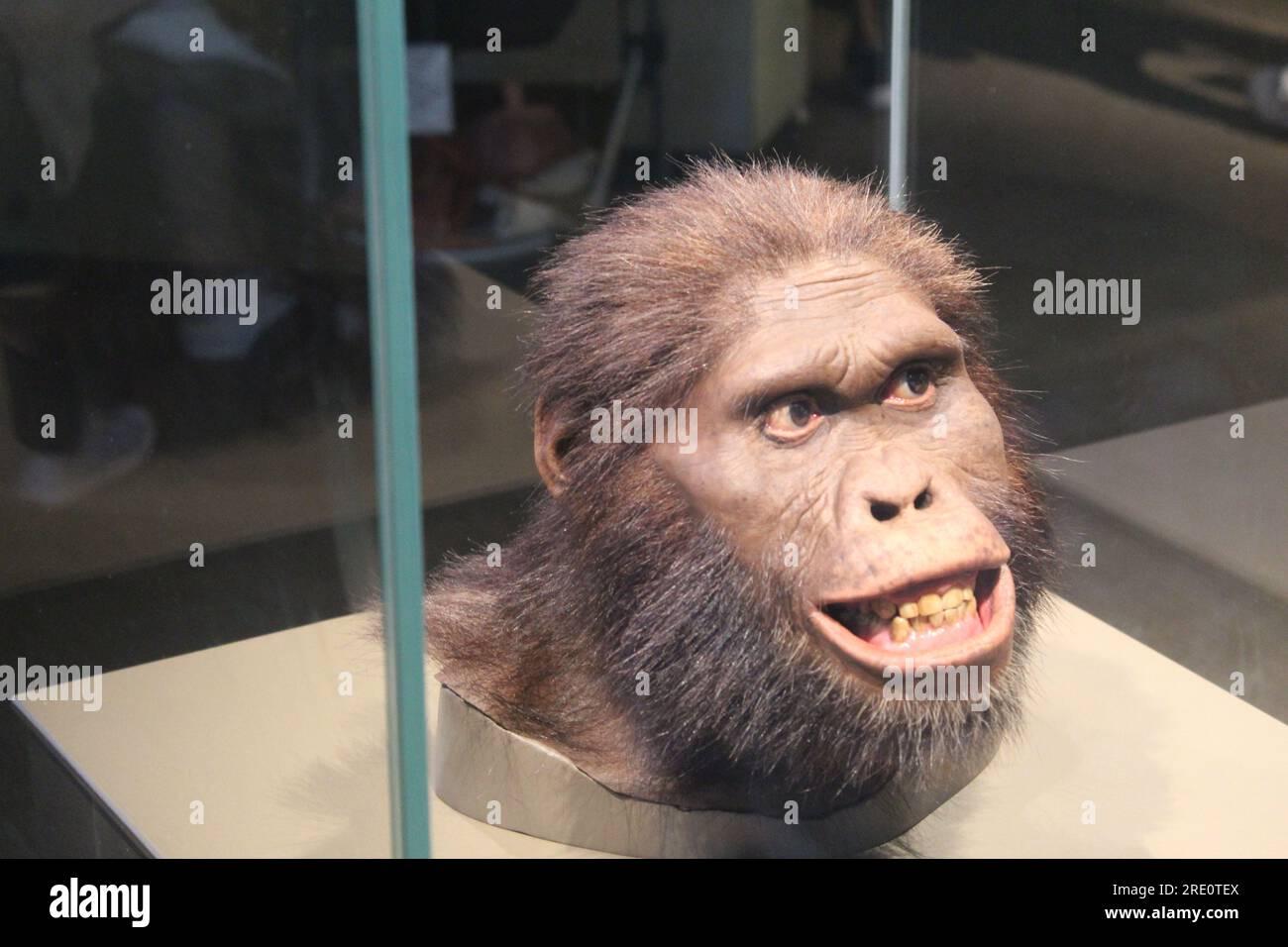 A photo of the head of an earlier form of humans in the process of ...