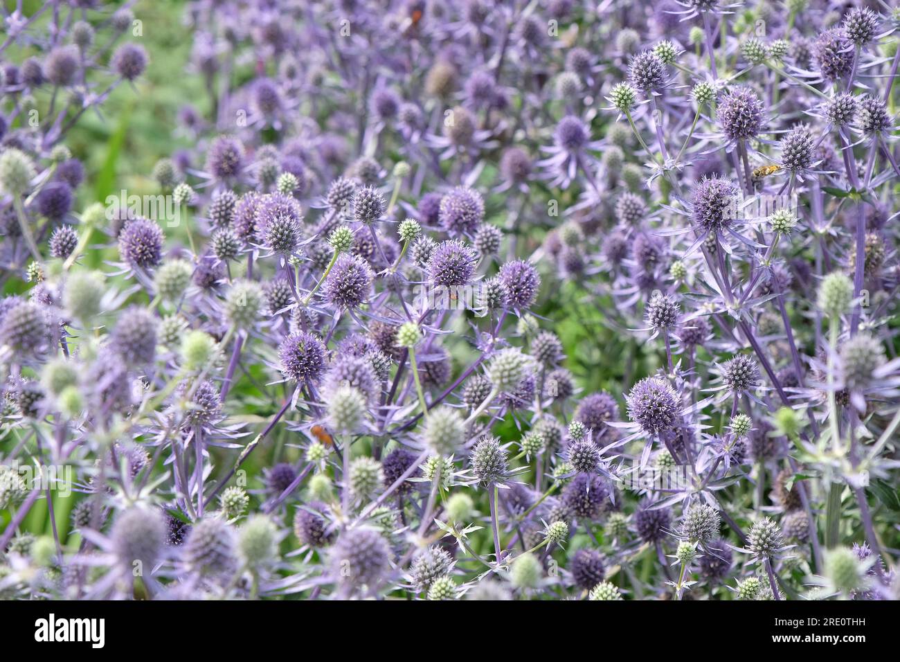 Eryngium blue glitter hi-res stock photography and images - Alamy