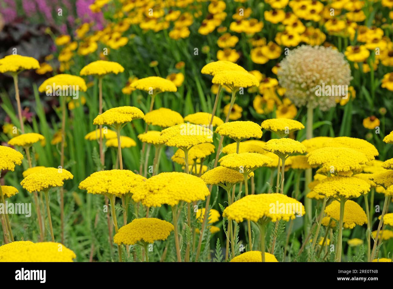 Golden yarrow hi-res stock photography and images - Alamy