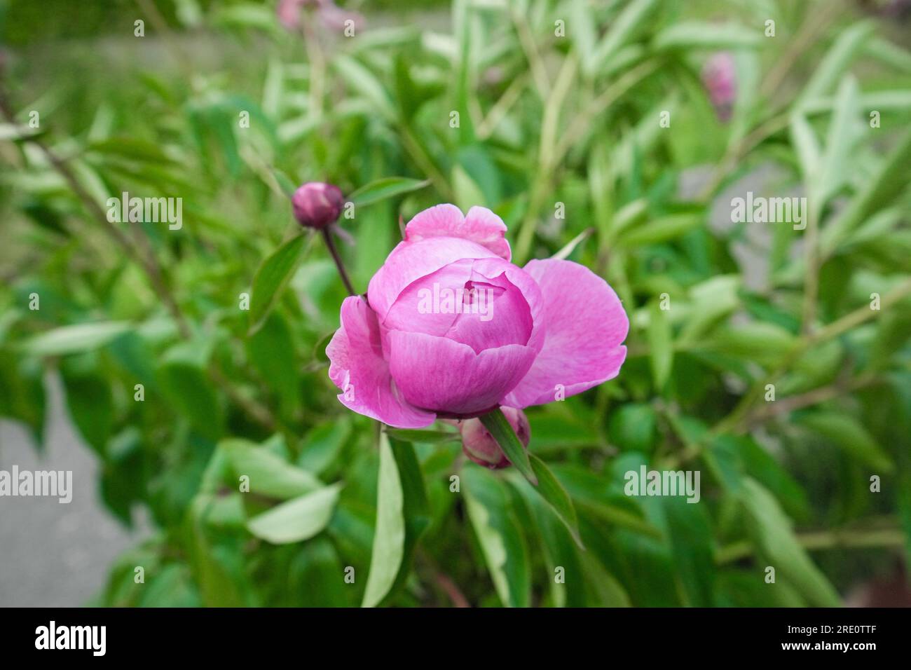 Peony valley hi-res stock photography and images - Alamy