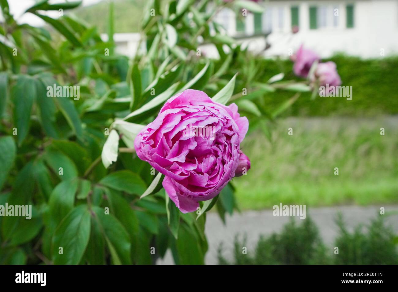 Peony valley hi-res stock photography and images - Alamy