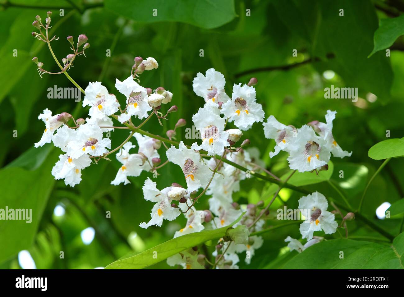 Cigartree, or Indian Bean tree, in flower Stock Photo - Alamy