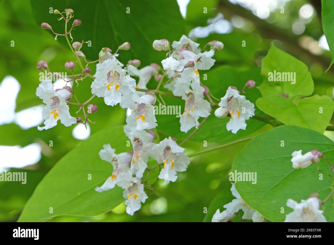 Cigartree hi-res stock photography and images - Alamy