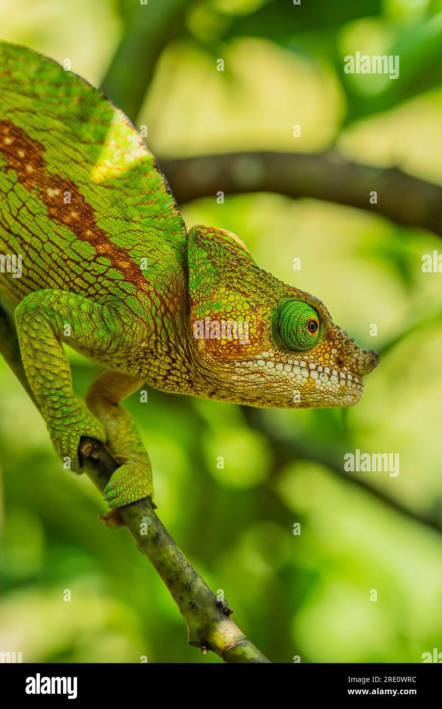 Green with braun line Chameleon, on branch with green leaves ...