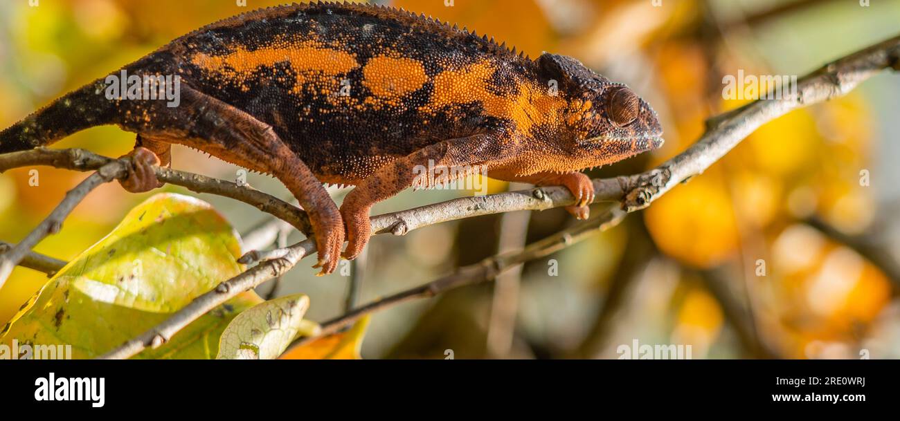 Orange chameleon hi-res stock photography and images - Alamy