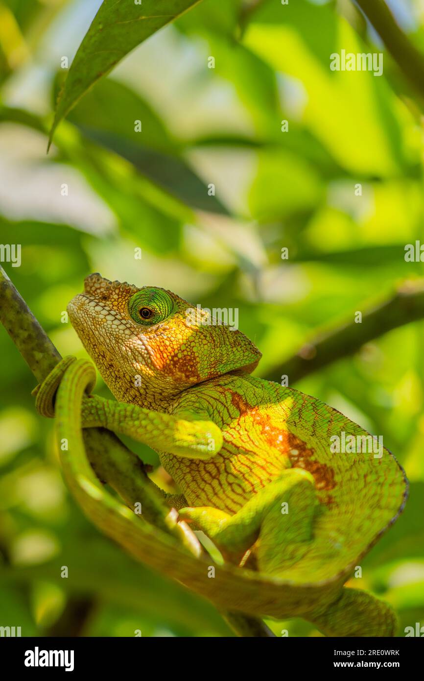 Green with braun line Chameleon, on branch with green leaves ...
