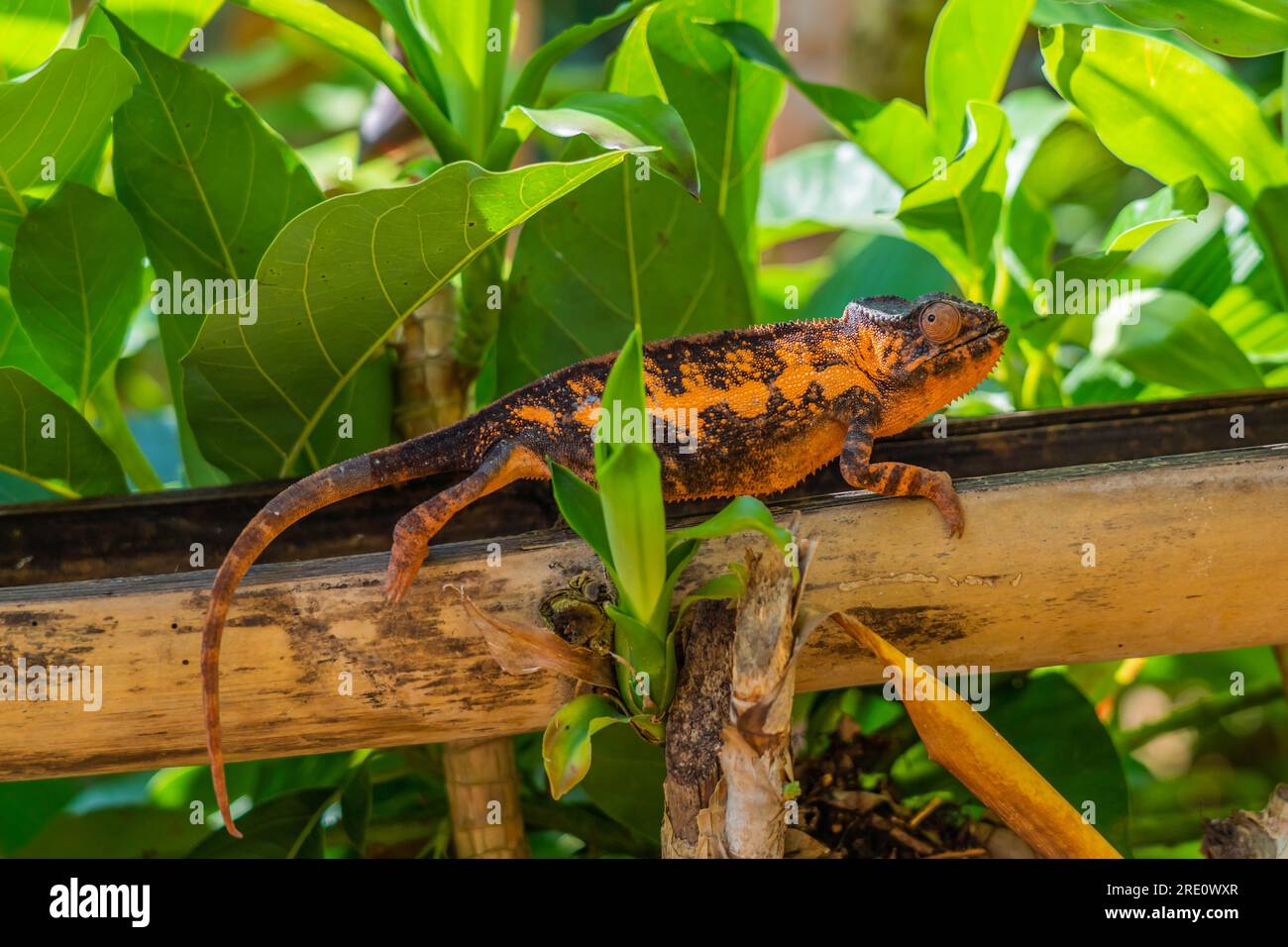 Orange chameleon hi-res stock photography and images - Alamy