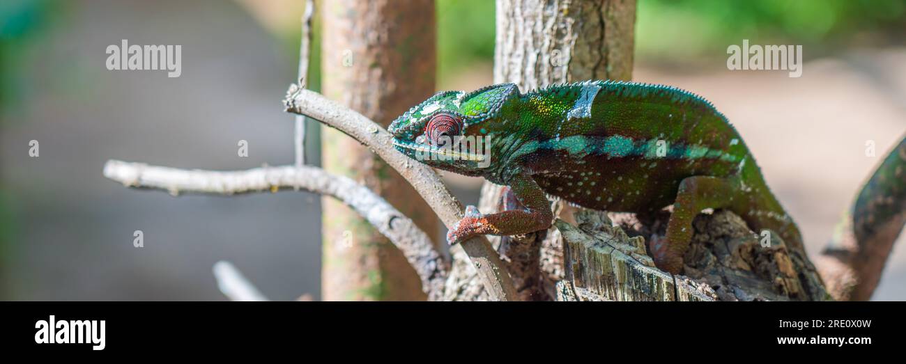 Multi colored chameleon hi-res stock photography and images - Alamy