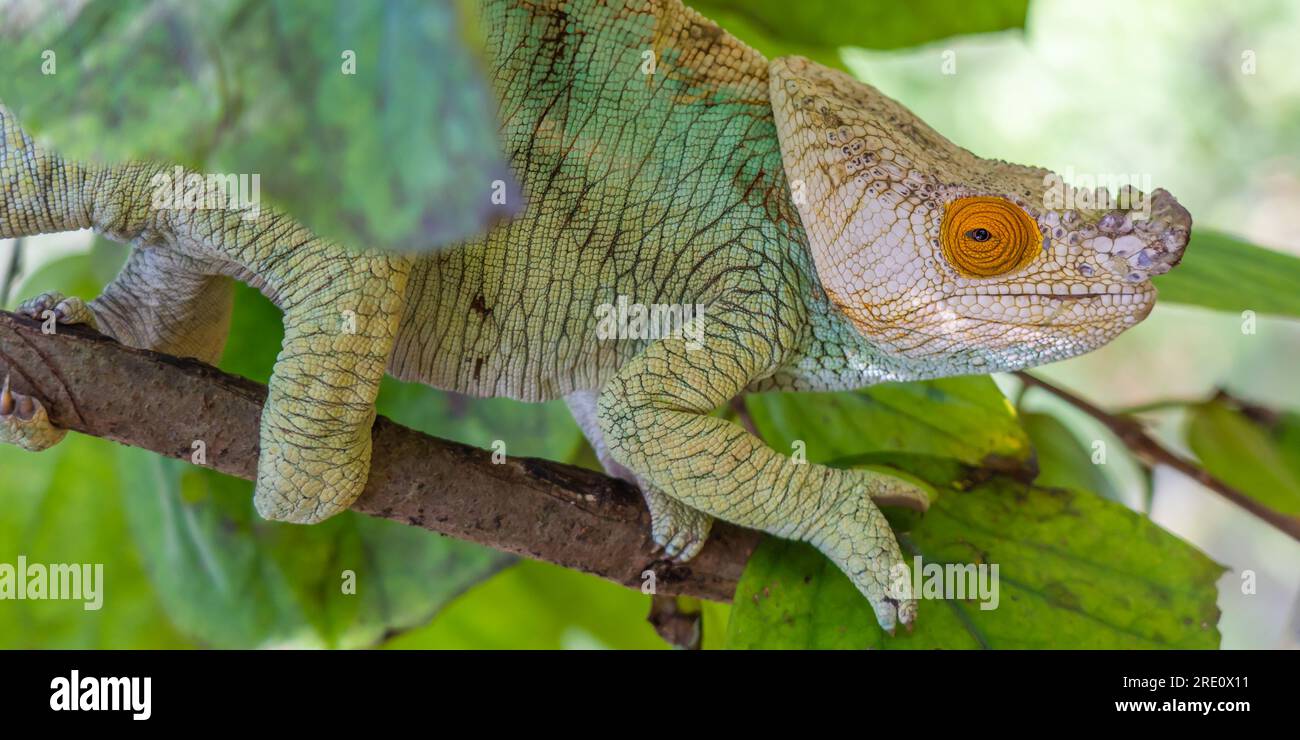 Colorful Chameleon Head