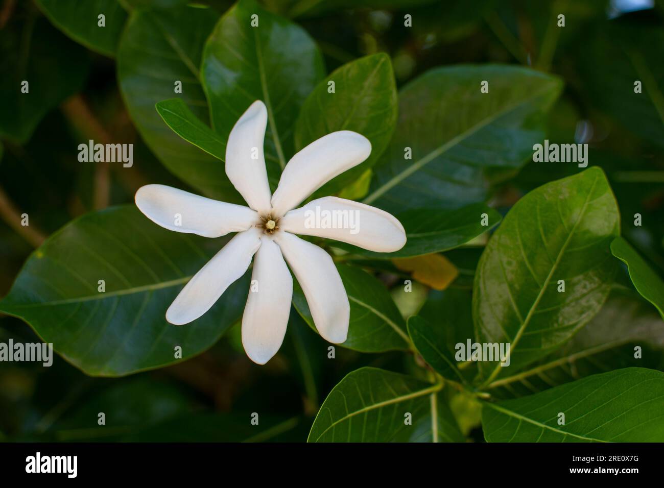Beautiful exotic white flower hi-res stock photography and images - Alamy