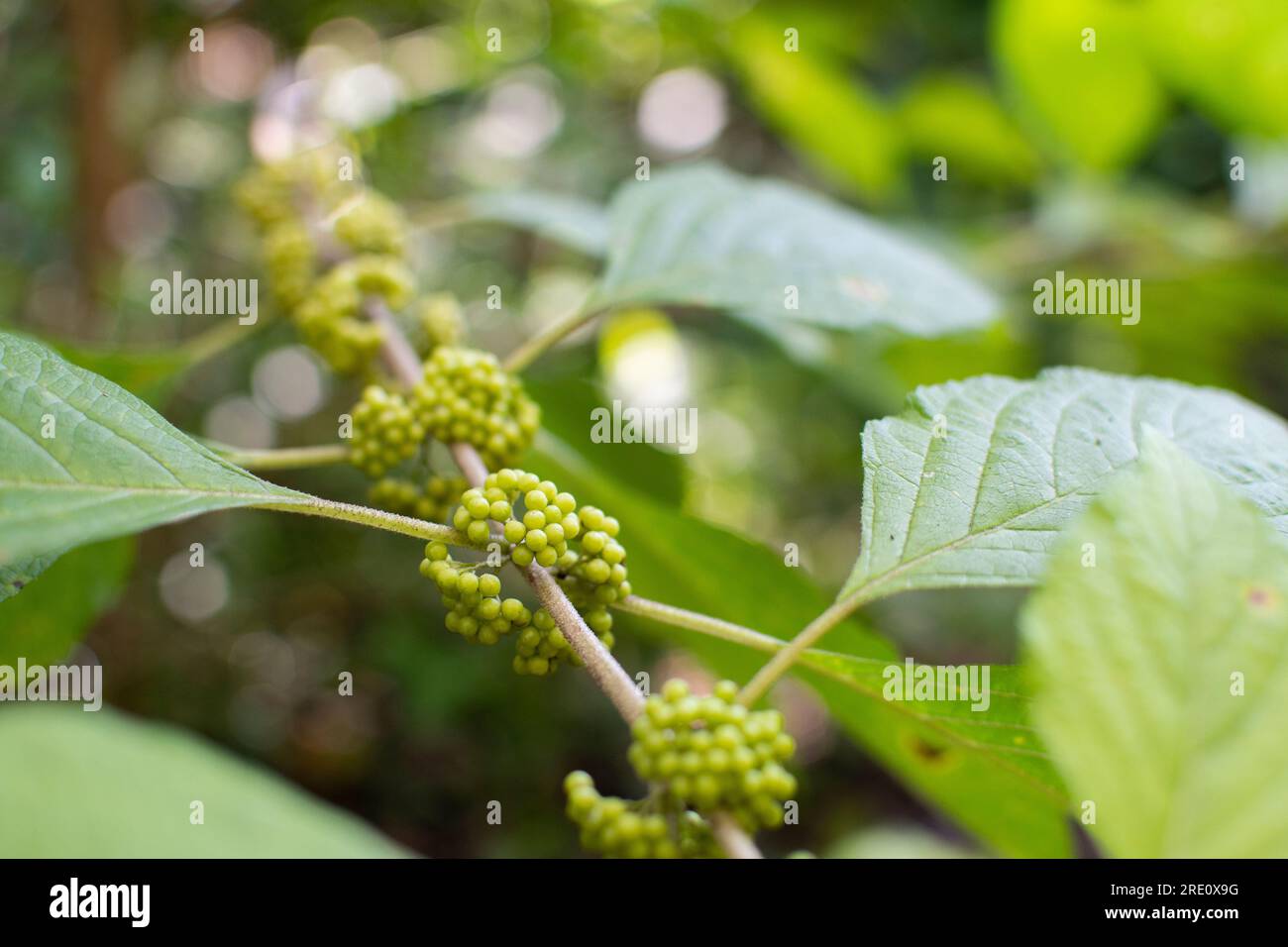 American beautyberry unripe cluster of berries Stock Photo - Alamy