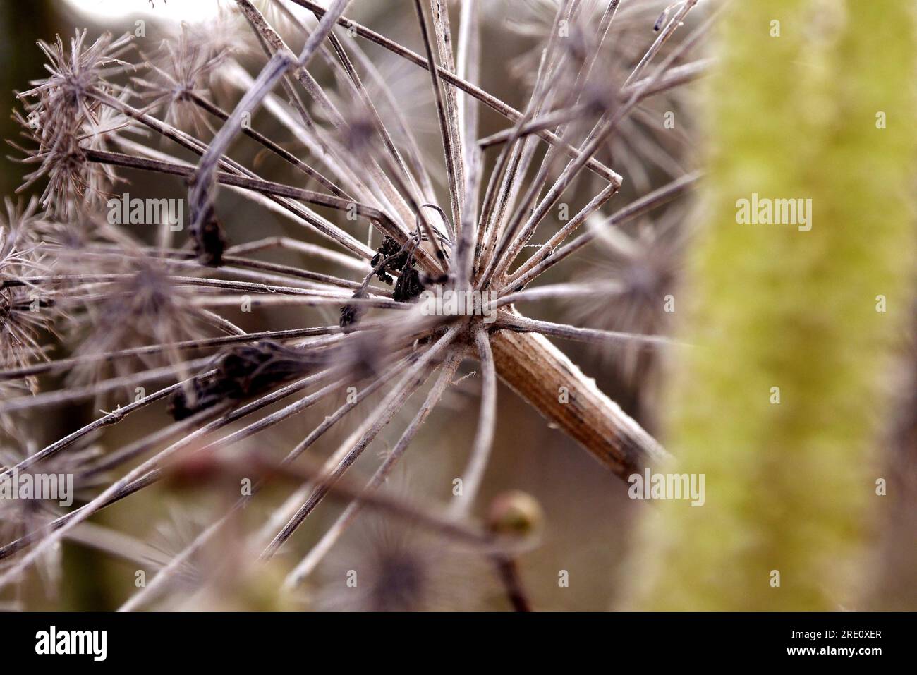 Withered plant hi-res stock photography and images - Alamy