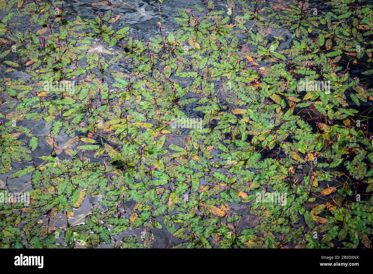 Aquatic Plants on the Surface of Ridgegate Reservoir Stock Photo - Alamy