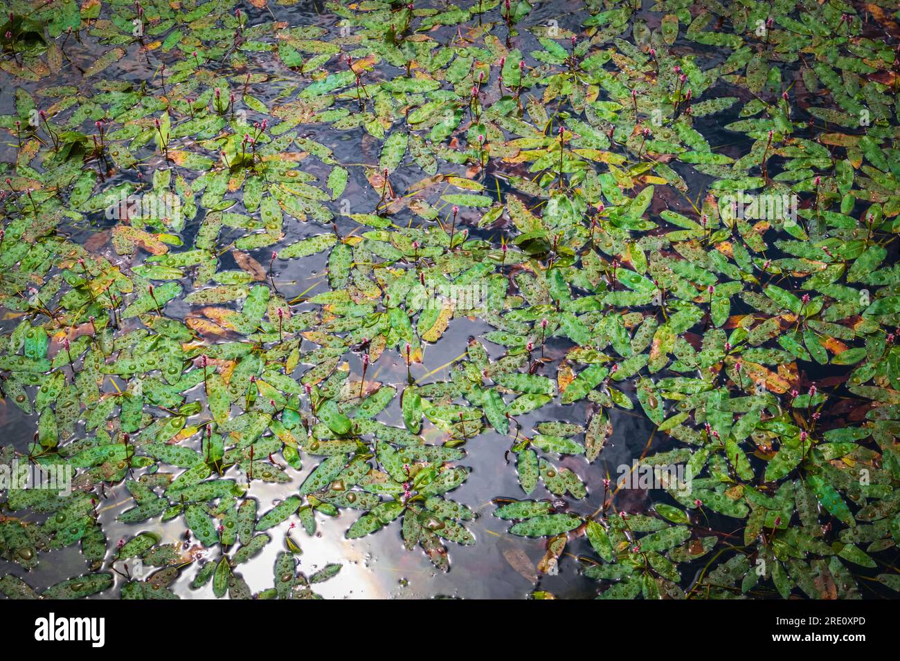 Aquatic Plants on the Surface of Ridgegate Reservoir Stock Photo - Alamy