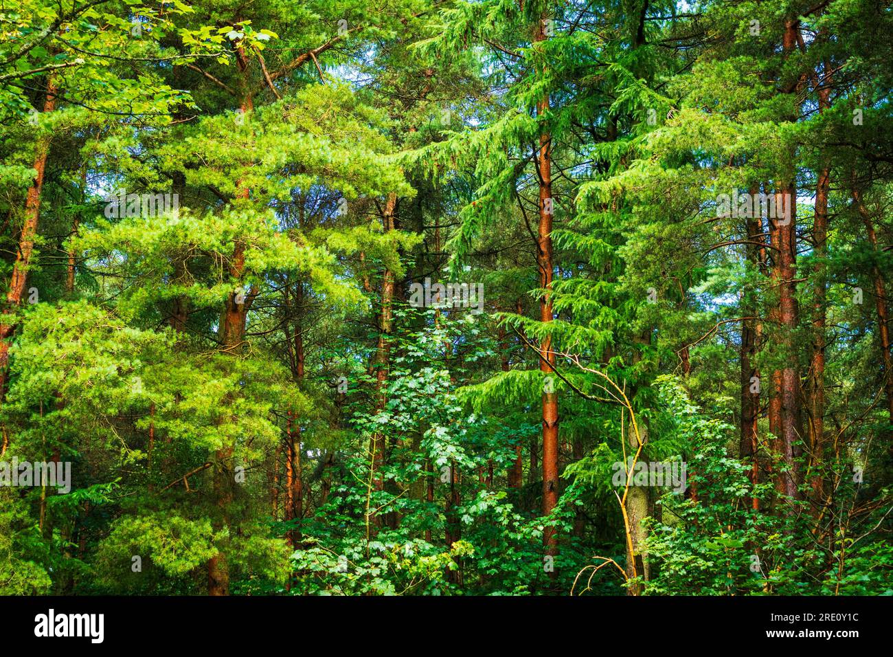 Trees in Macclesfield Forest after a Shower of Rain in July Stock Photo ...
