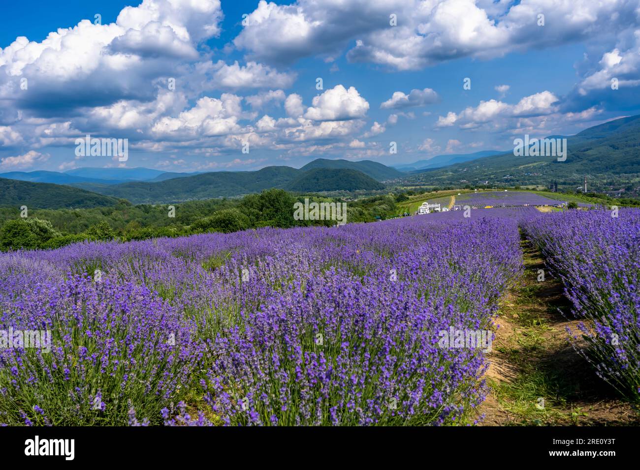 Beautiful lavender field with long purple rows. fluffy clouds Stock ...