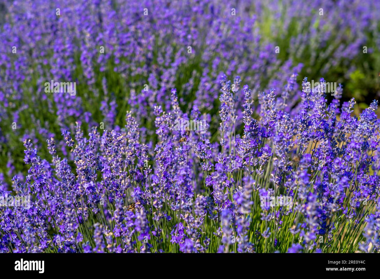 Beautiful lavender field with long purple rows. fluffy clouds Stock ...