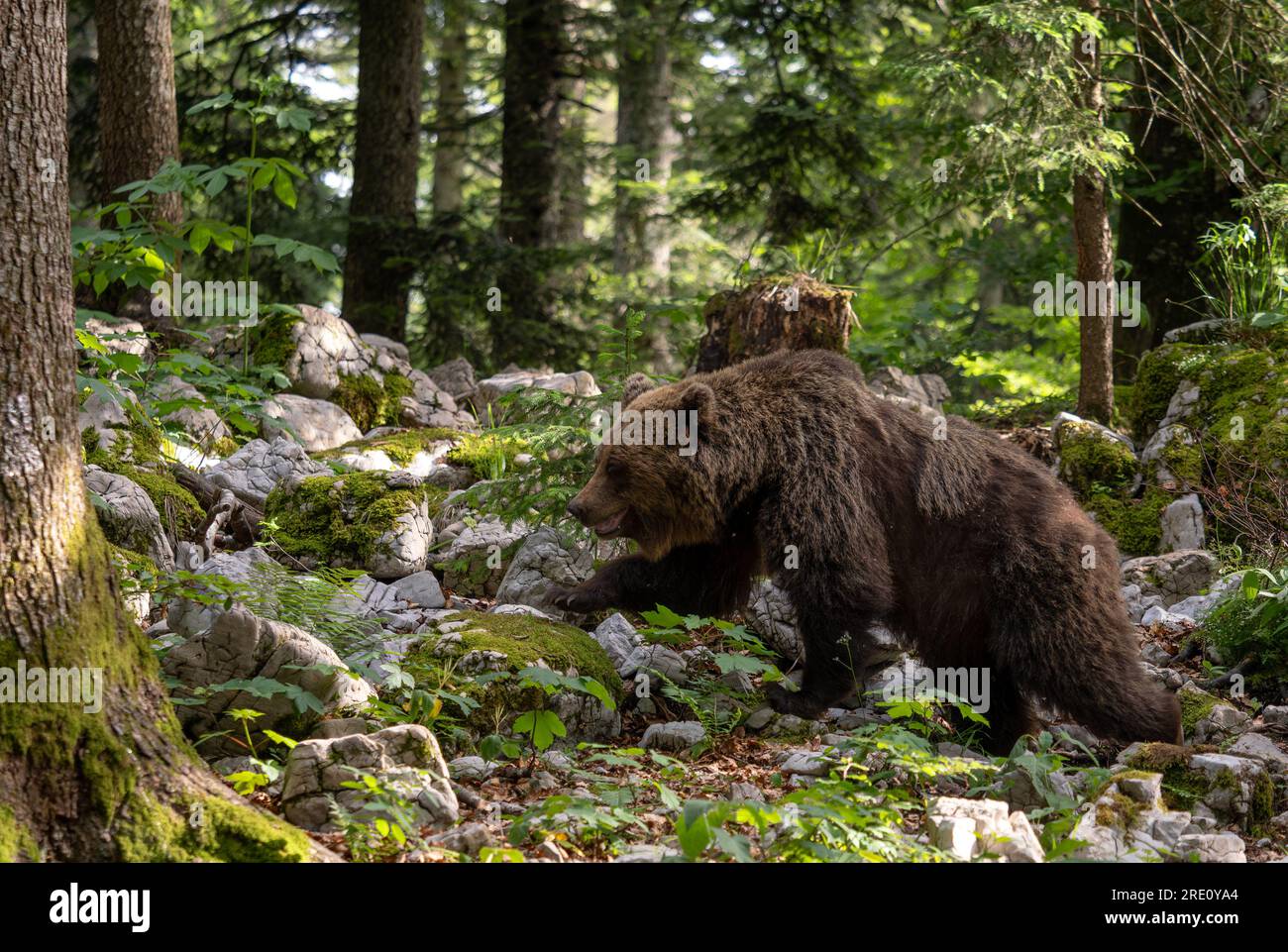 Brown Bear - Ursus arctos large popular mammal from European forests ...