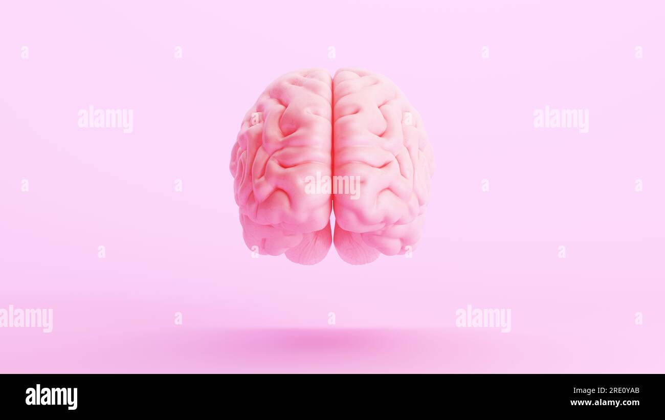 Pink brain anatomy mind intelligence medical organ science pink ...