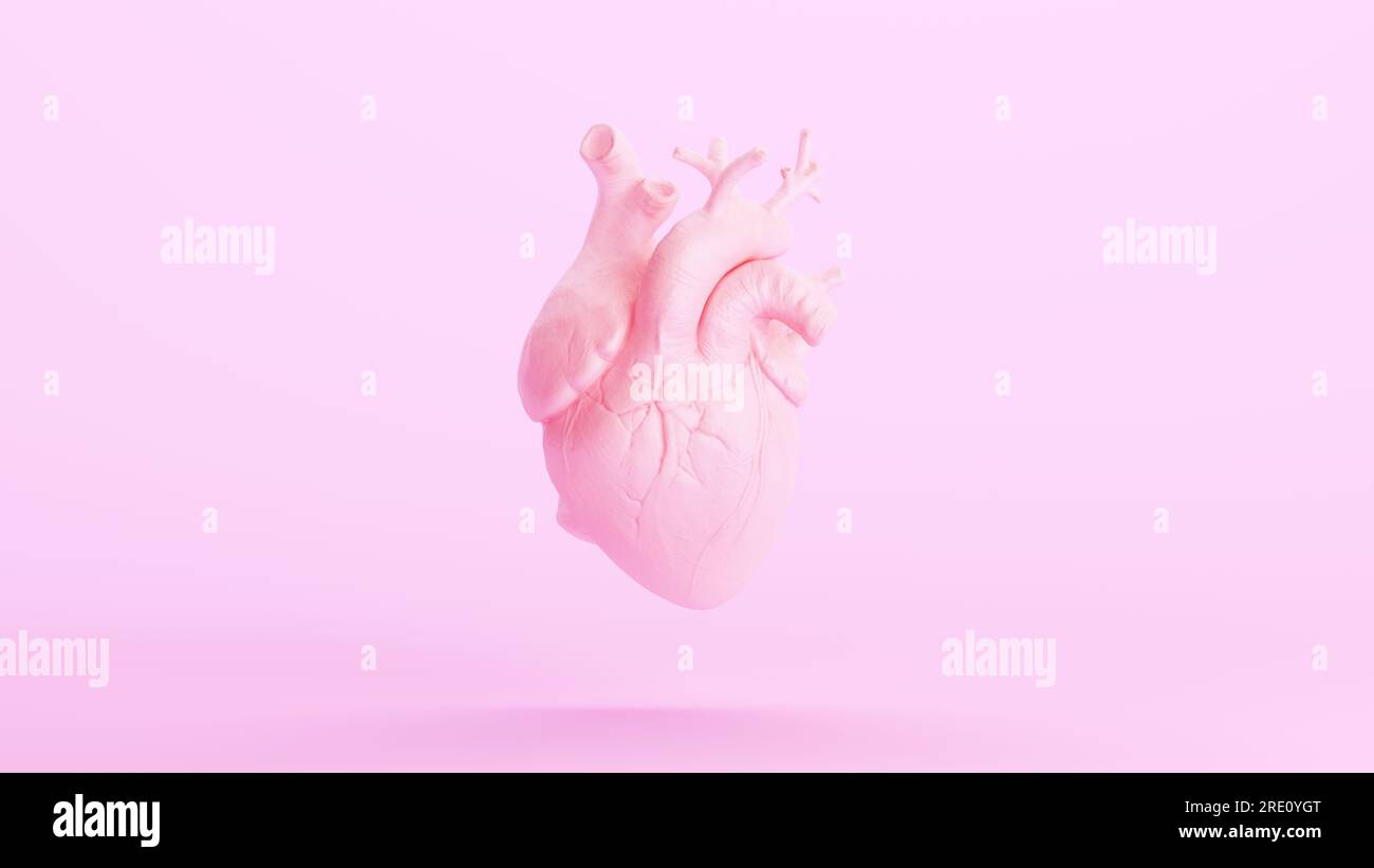 3d digital render male anatomy hi-res stock photography and images - Alamy