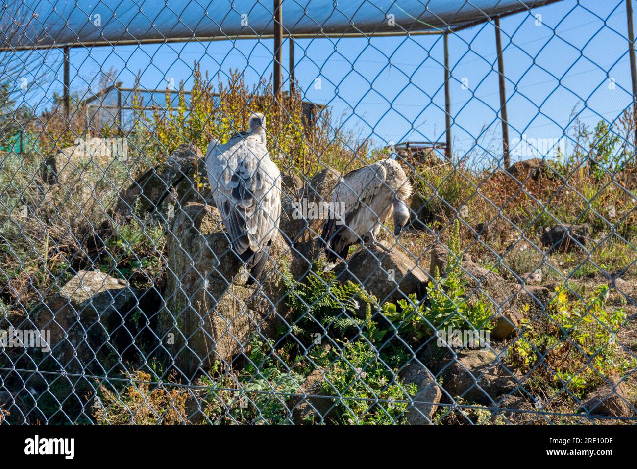 bird sanctuary, two cape vultures in a cage behind the net Stock Photo ...
