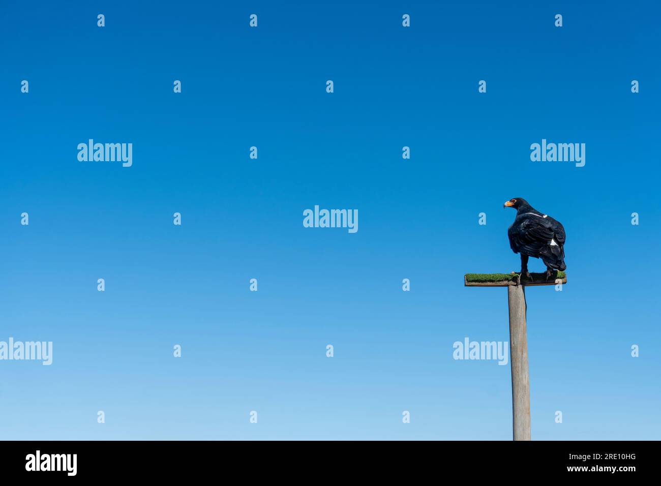 bird sanctuary, falcon resting on a wooden fence, outdoors dry Savannah ...