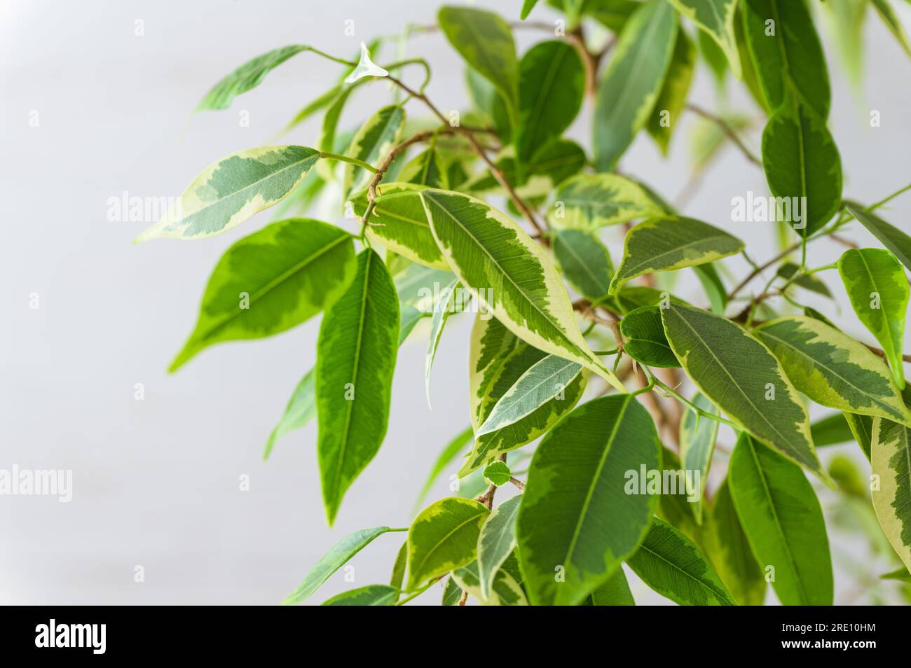 Ficus benjamina on a light wooden background Stock Photo - Alamy