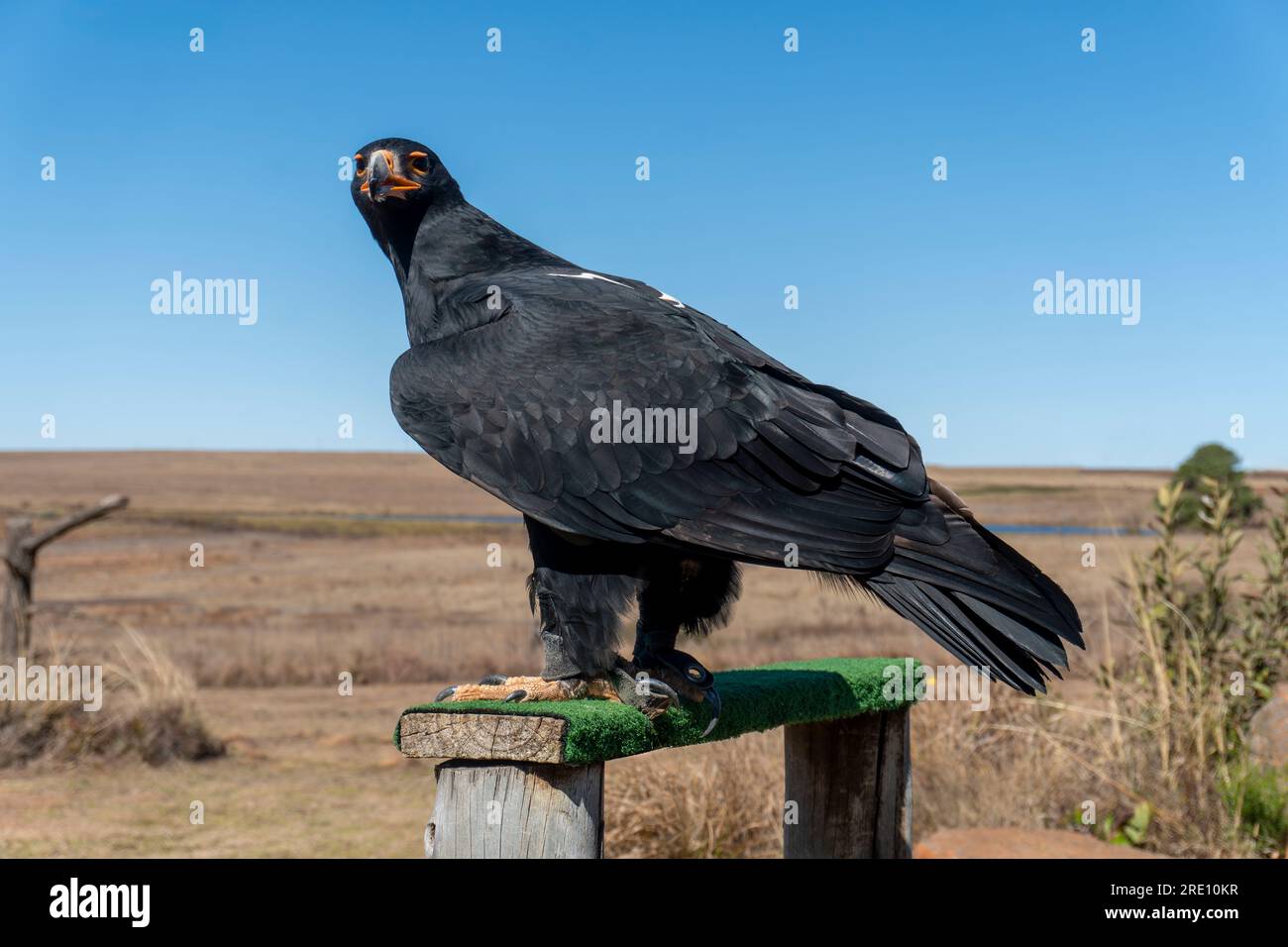 volunteer, donation, rescue, charity, no people, endangered, hunt ...