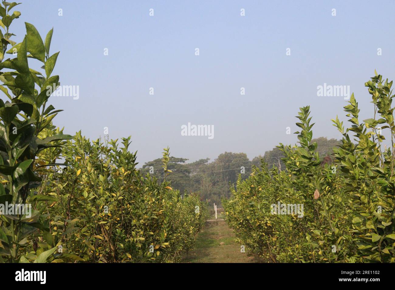 malta fruit tree in farm for harvest are cash crops Stock Photo - Alamy