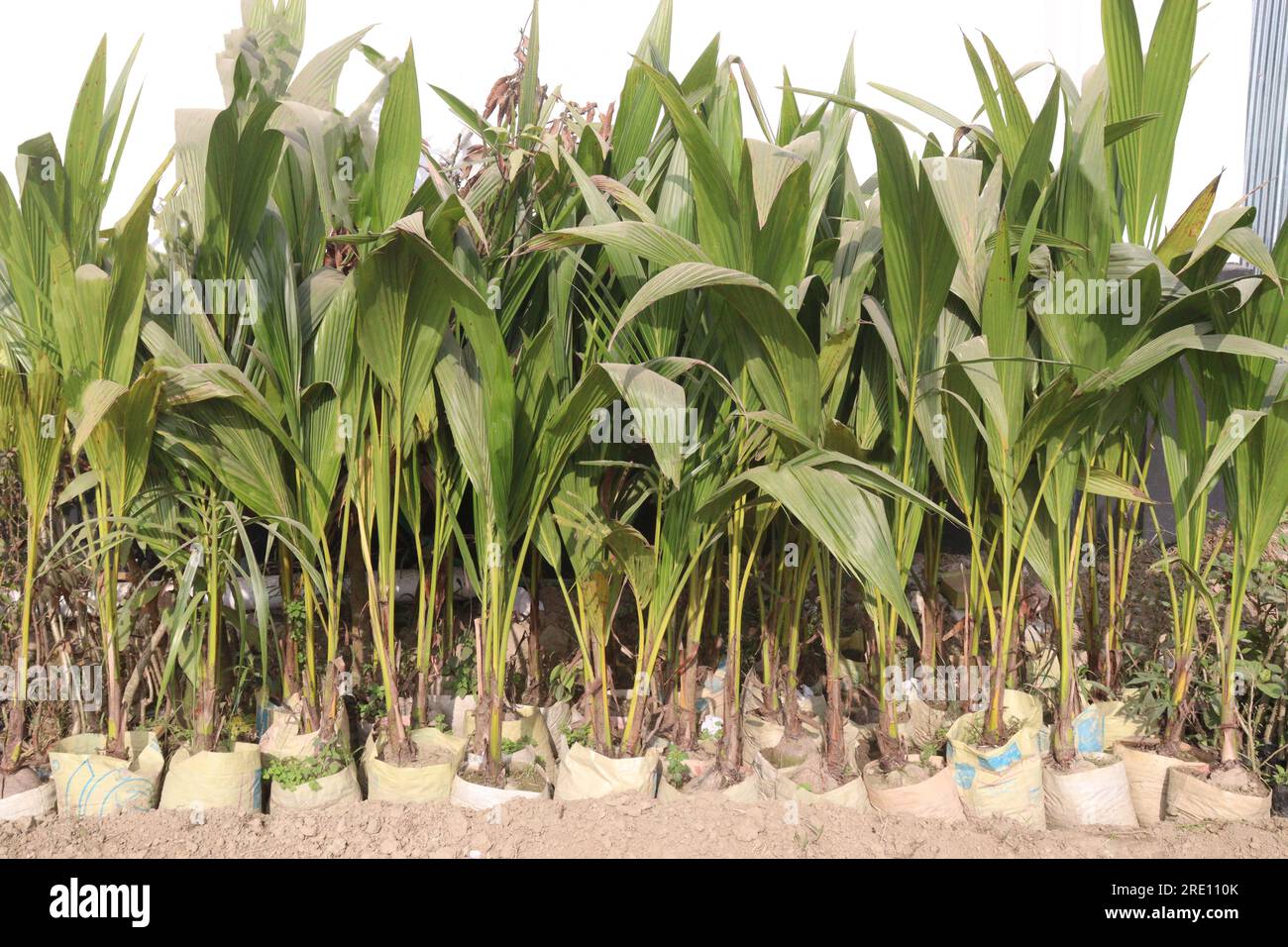 coconut tree on farm for harvest are cash crops Stock Photo - Alamy