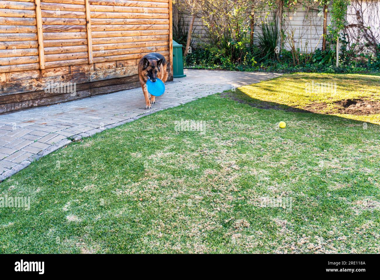 German Sheppard dog retrieving a blue Frisbee, in the backyard on the ...
