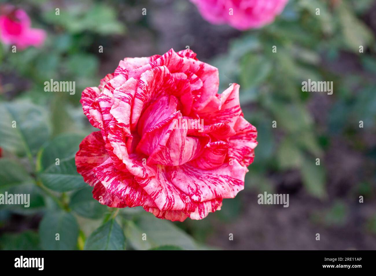 Fiesta rose. Marble rose. Red rose bush Stock Photo - Alamy