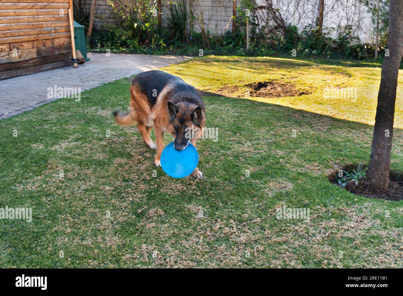 German Sheppard dog retrieving a blue Frisbee, in the backyard on the ...