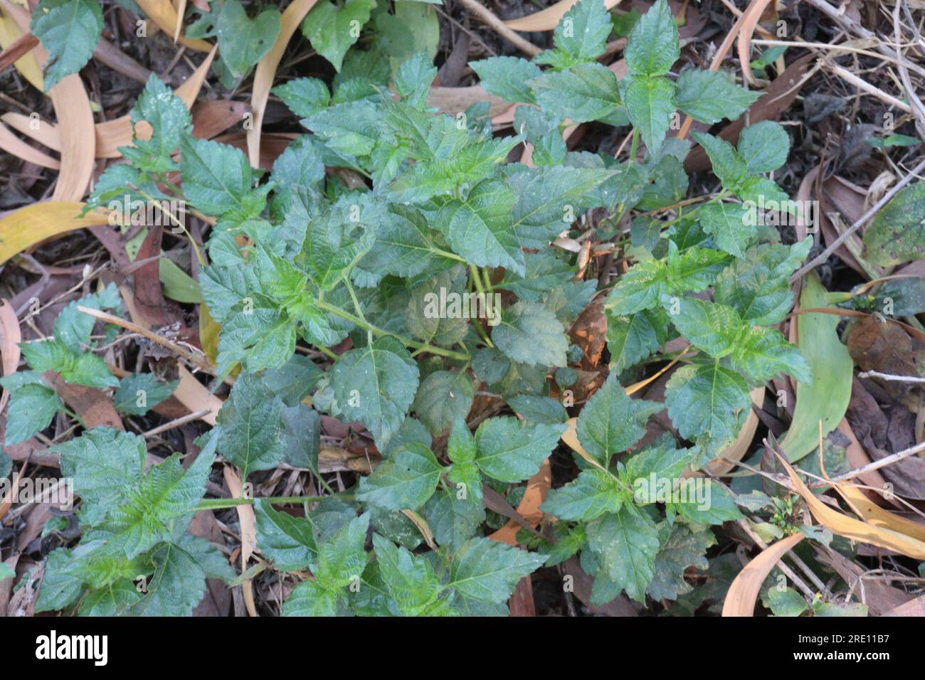 Synedrella nodiflora leaf tree in forest it's from Daisy family Stock ...