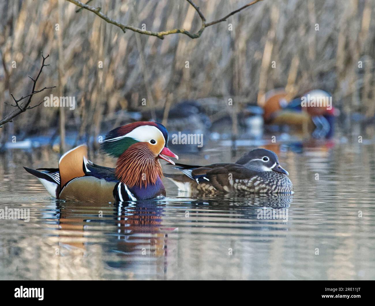 Mandarin duck (Aix galericulata) drake calling as it courts a female on ...