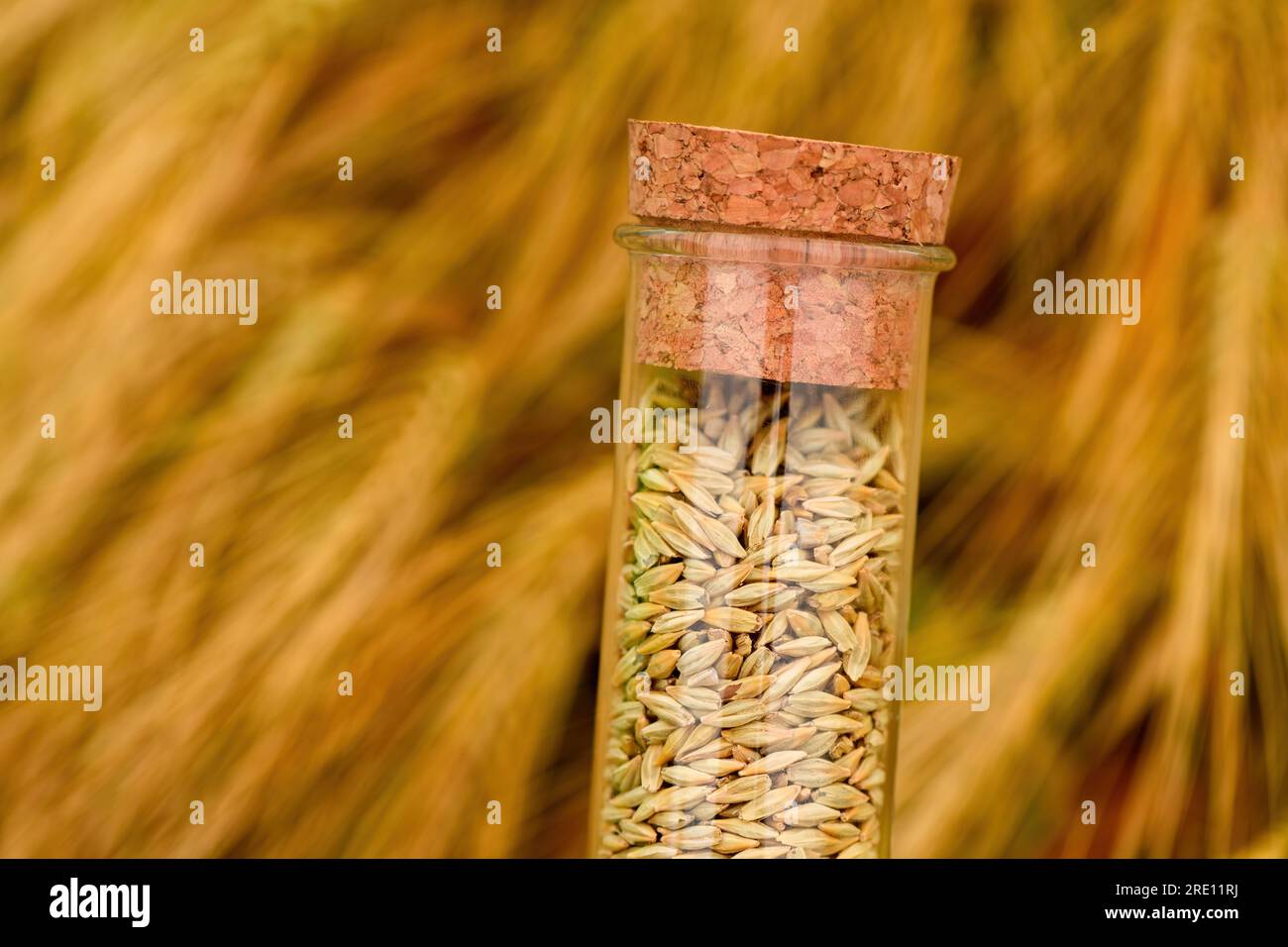 Harvested barley grain sample in plastic tube against ripe cereal crop ...
