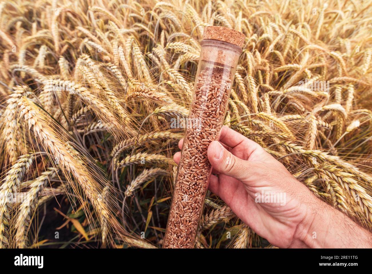 Farm worker agronomist holding plastic tube with wheat grain sample ...