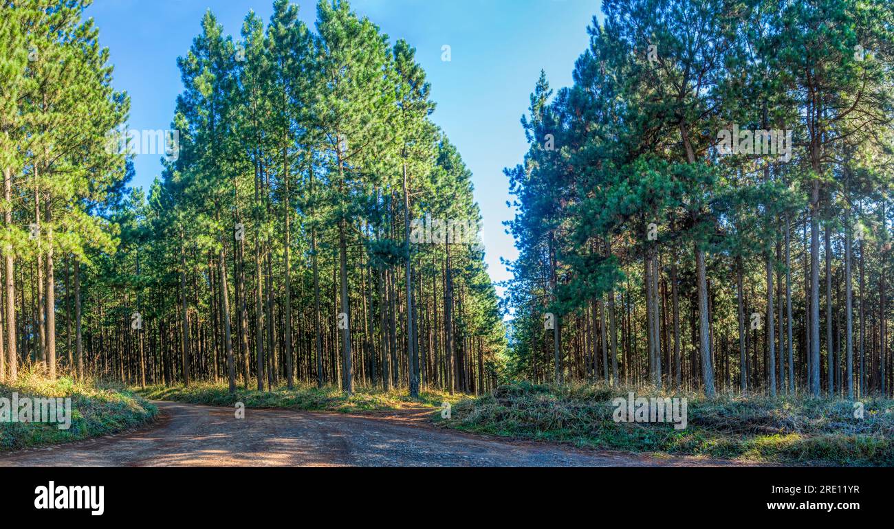 young planted pine trees in new reforestation, road in the magical ...