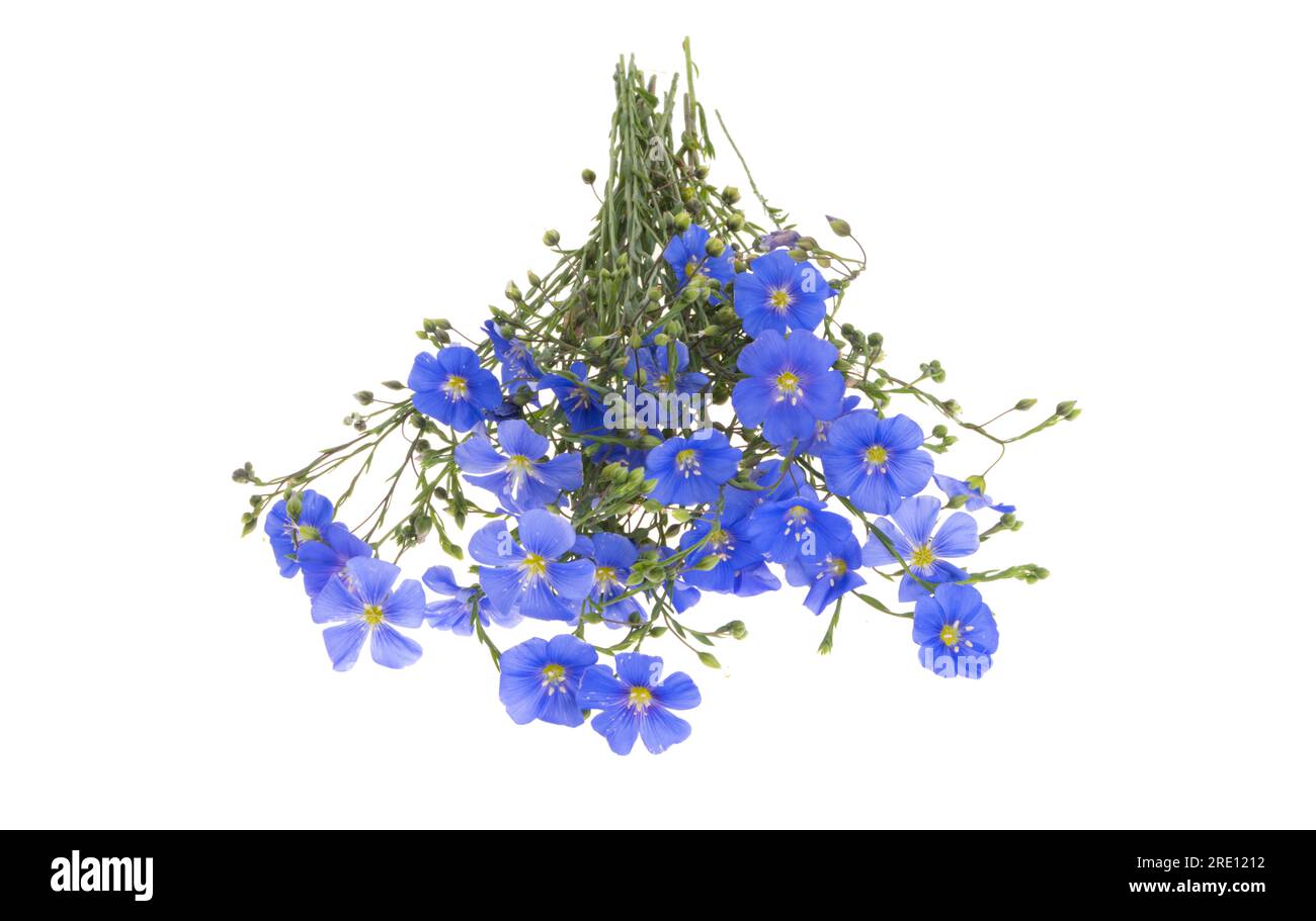 beautiful blue flax flowers isolated on white background Stock Photo ...