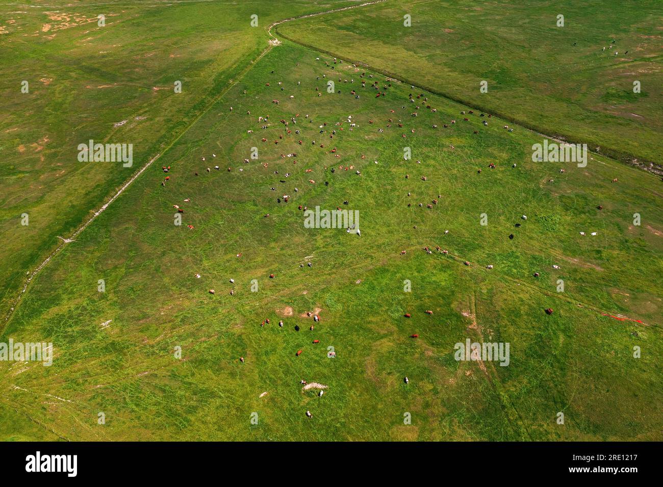 Aerial view of dairy farm cattle cow herd grazing in lush green meadow, drone pov high angle ...