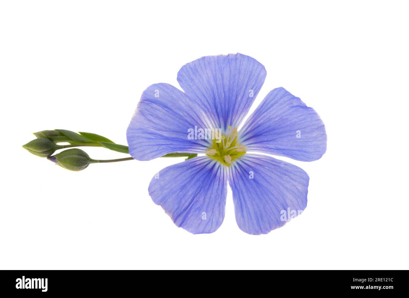 beautiful blue flax flowers isolated on white background Stock Photo ...