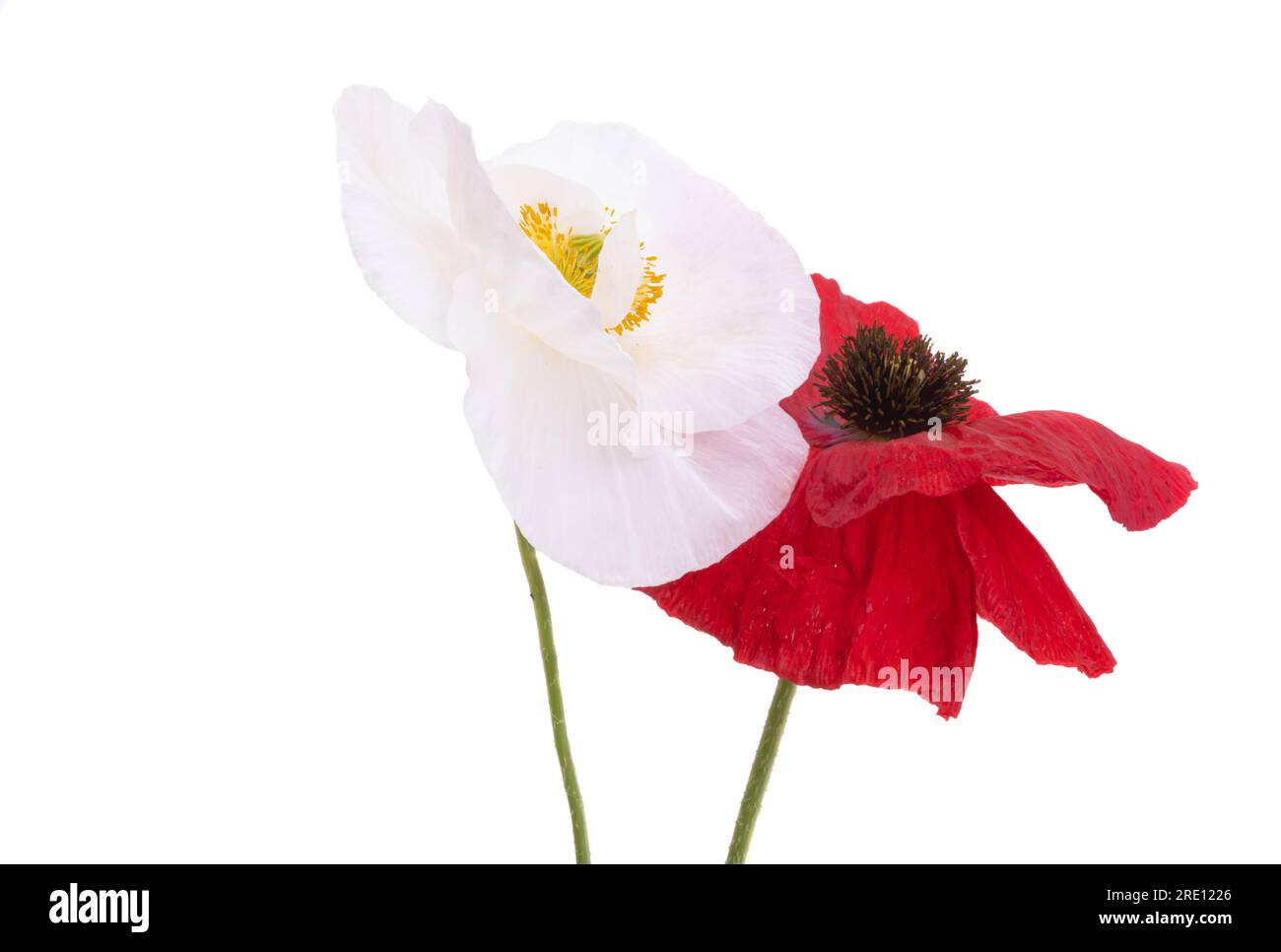 beautiful poppies isolated on white background Stock Photo - Alamy