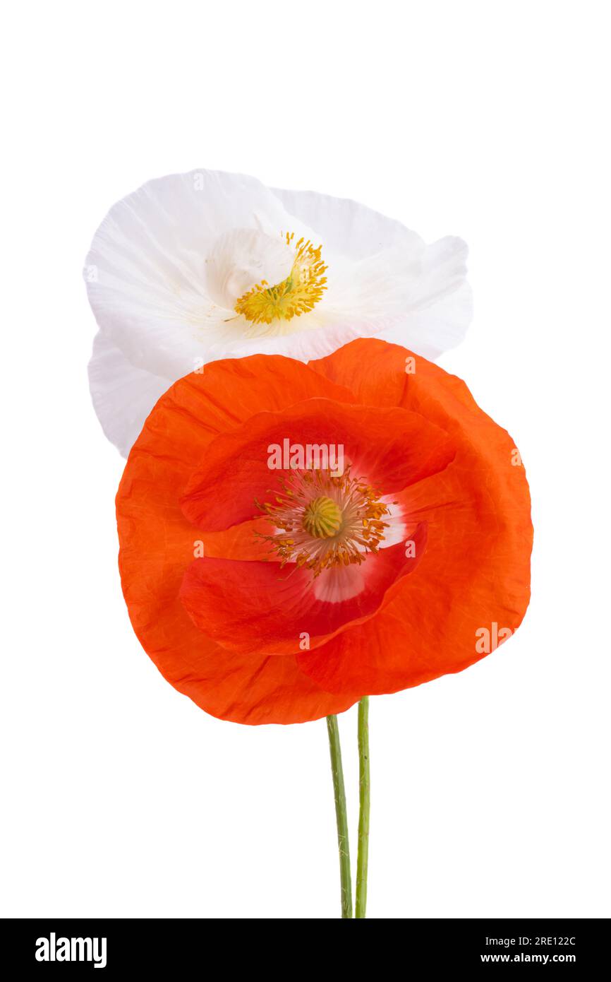 beautiful poppies isolated on white background Stock Photo - Alamy
