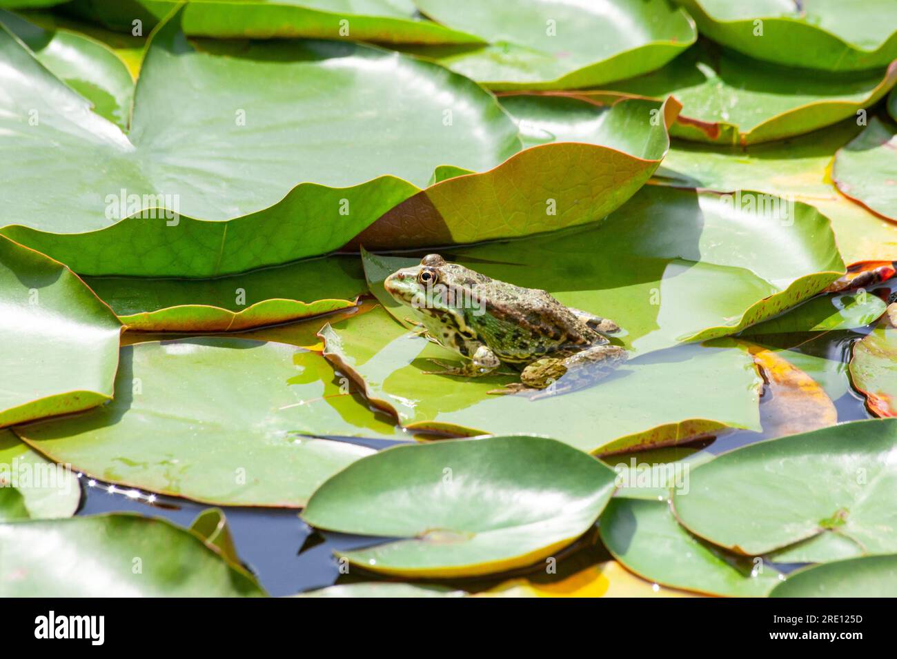 Frog sitting on lotus flower hi-res stock photography and images - Alamy